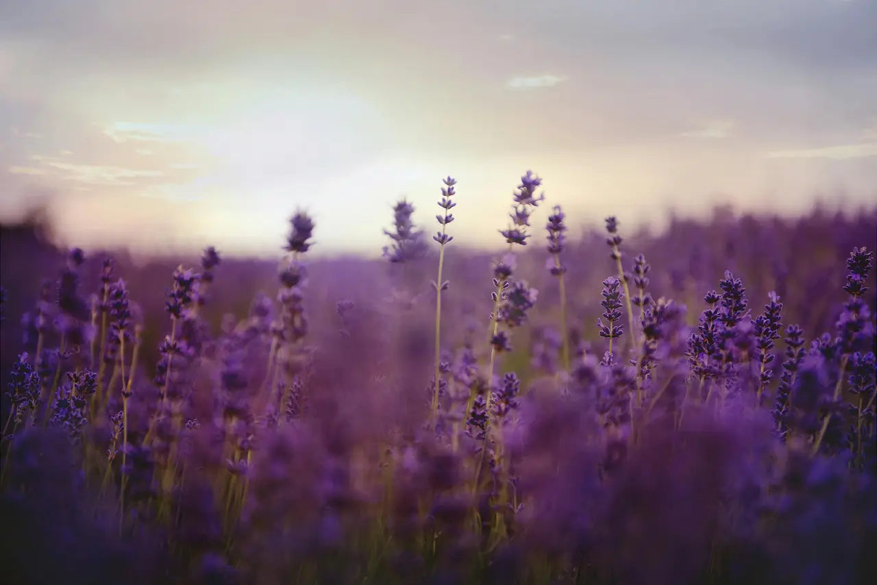 Hydrosol – Purple Rain Lavender Boutique